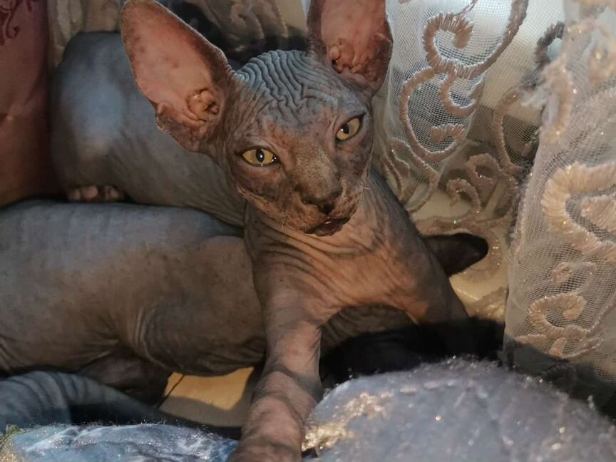 Канадский сфинкс котенок