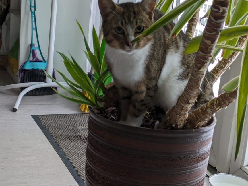 Чебурашка ищет Друга