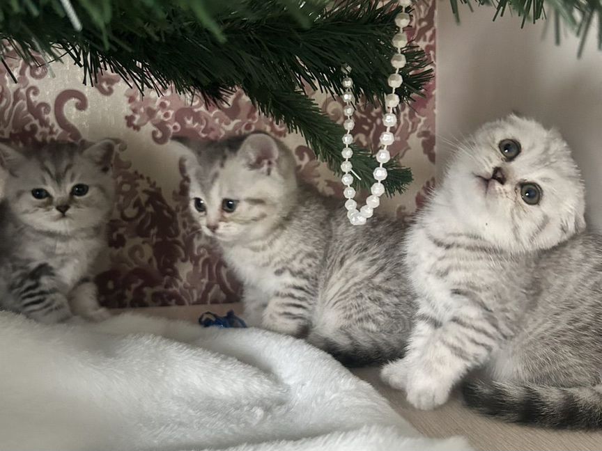 Шотландские котята