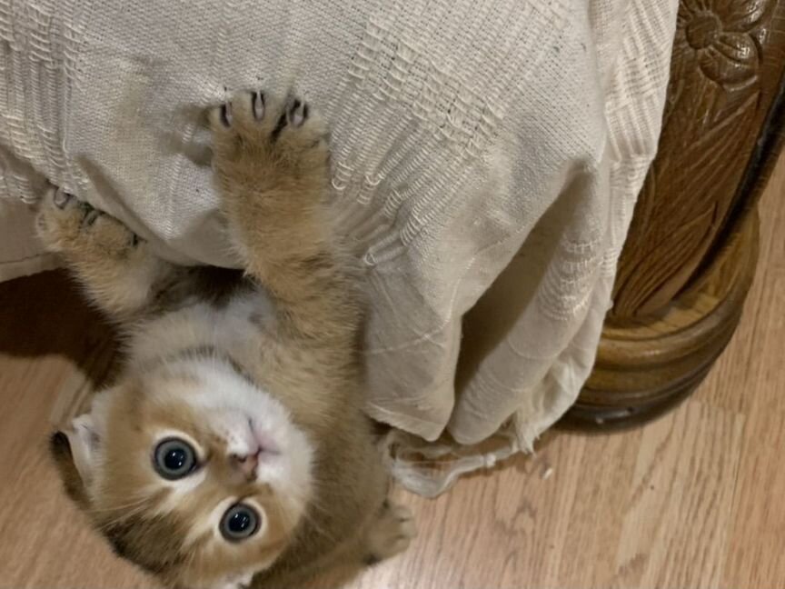 Шотландские красавцы