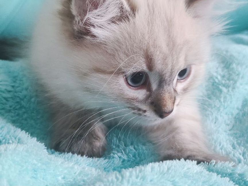 Невская маскарадная котята