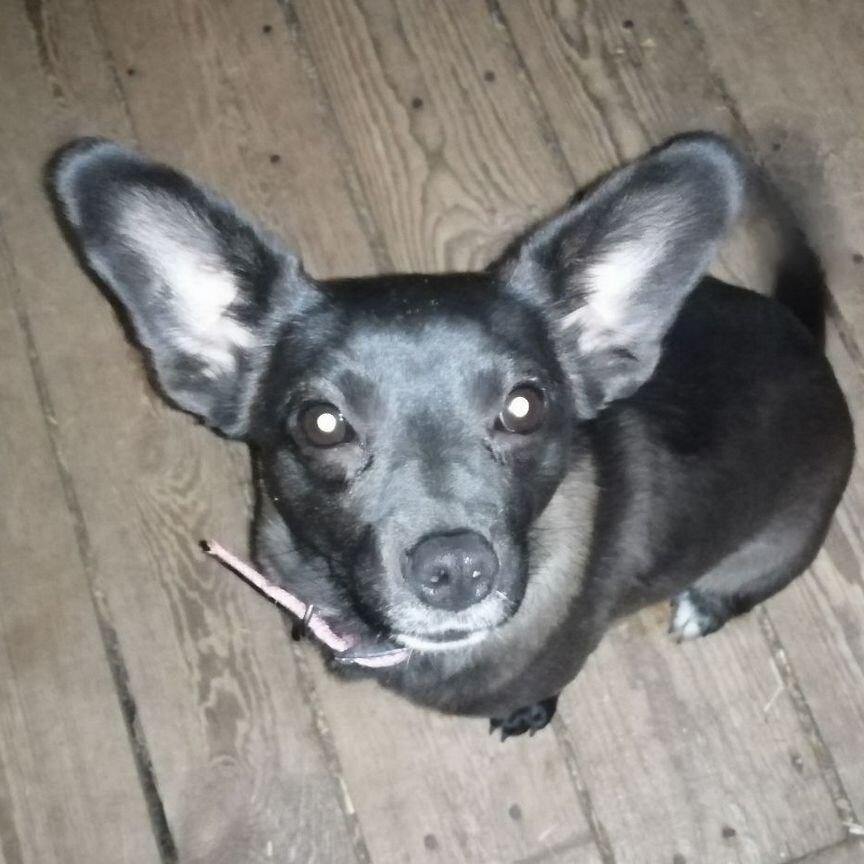 Ушастый ребёнок Ксю квартирная собачка