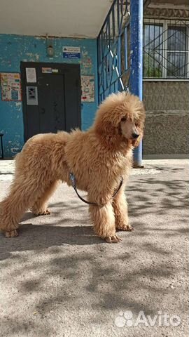 Королевский пудель