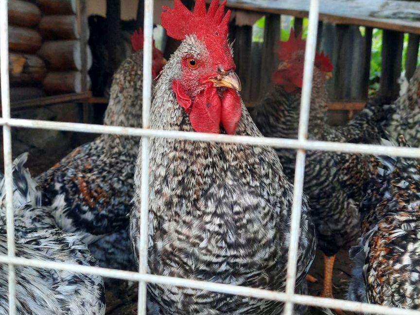 Петухи на племя