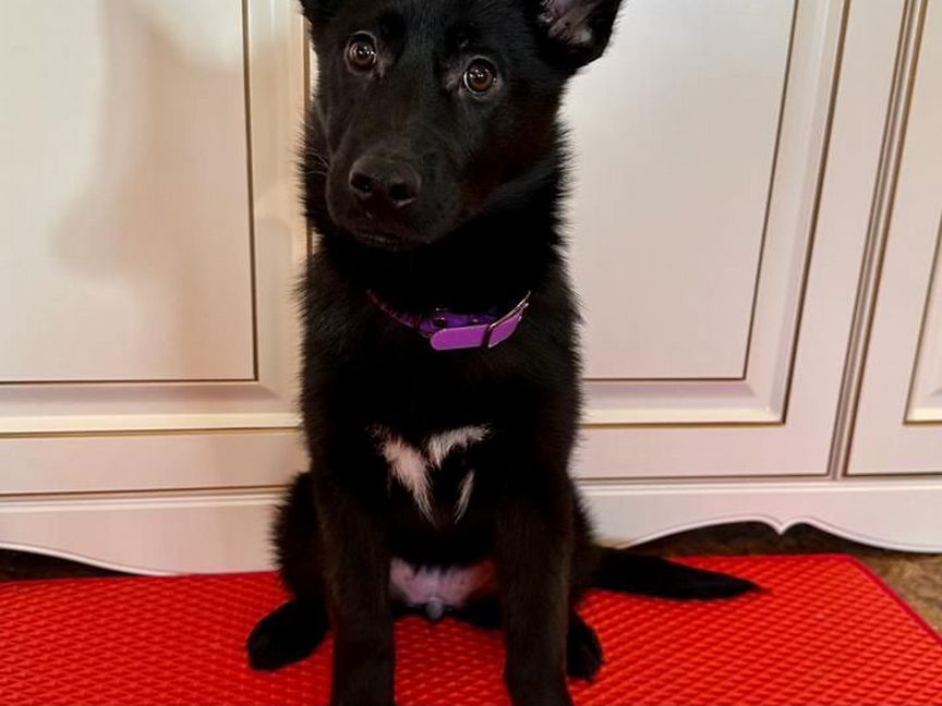 Твой лучший друг