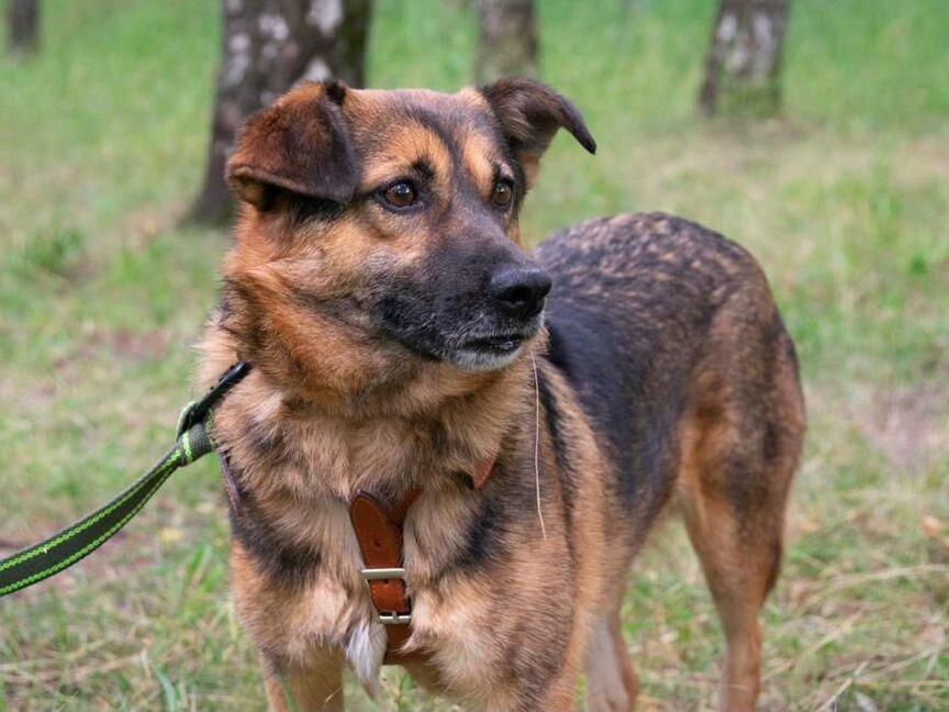 Собака в добрые руки