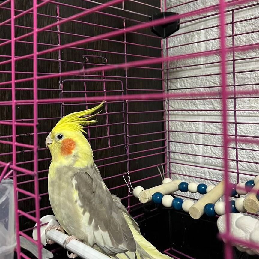 Попугай Корелла