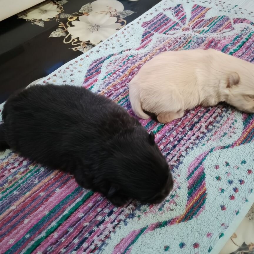 Померанский шпиц, щенок