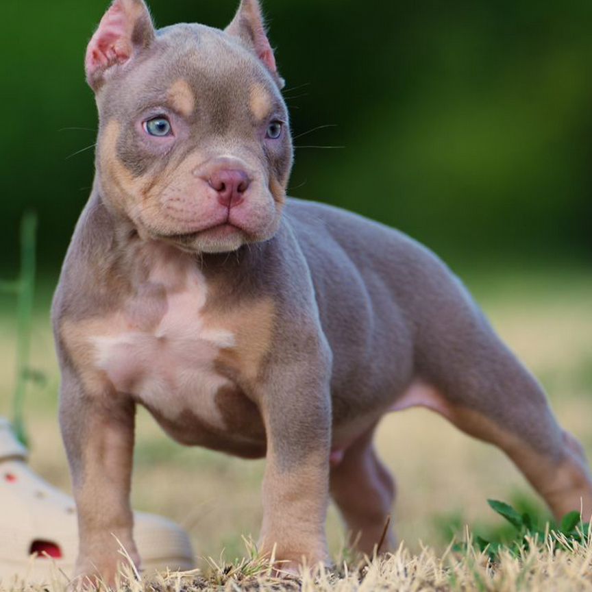 Американский Булли топ-кобель 2.5 месяца