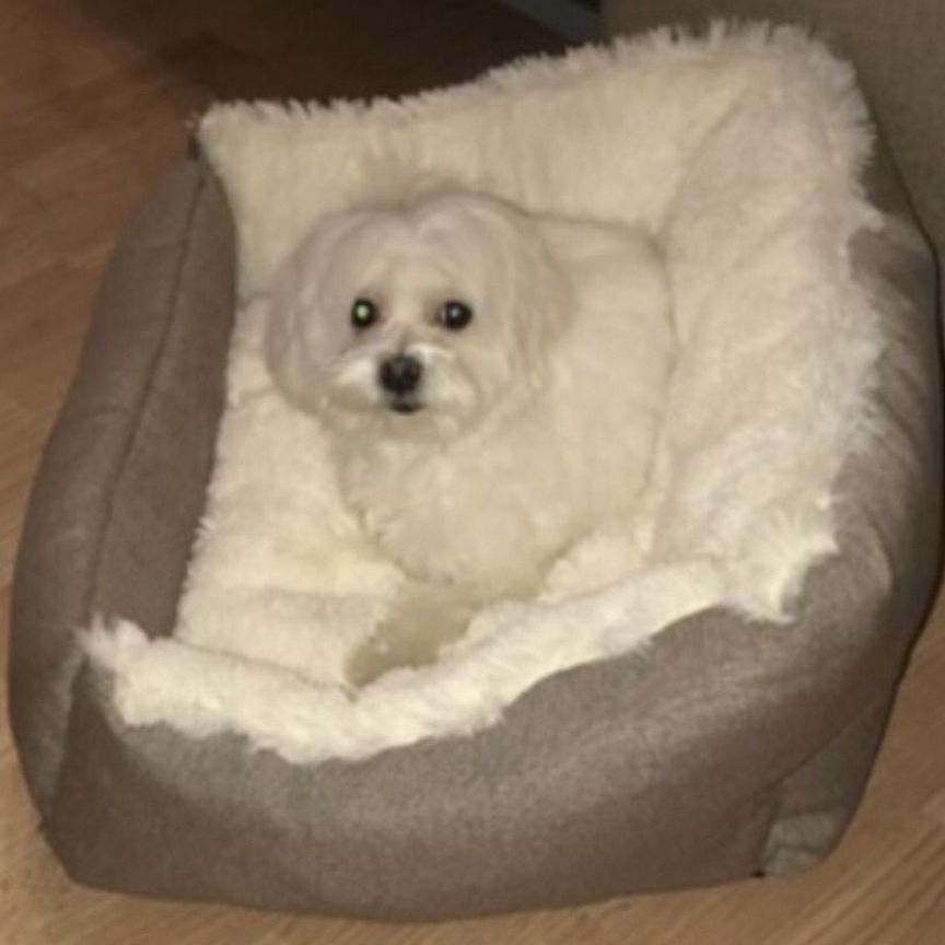 Мальтийская болонка мальчик