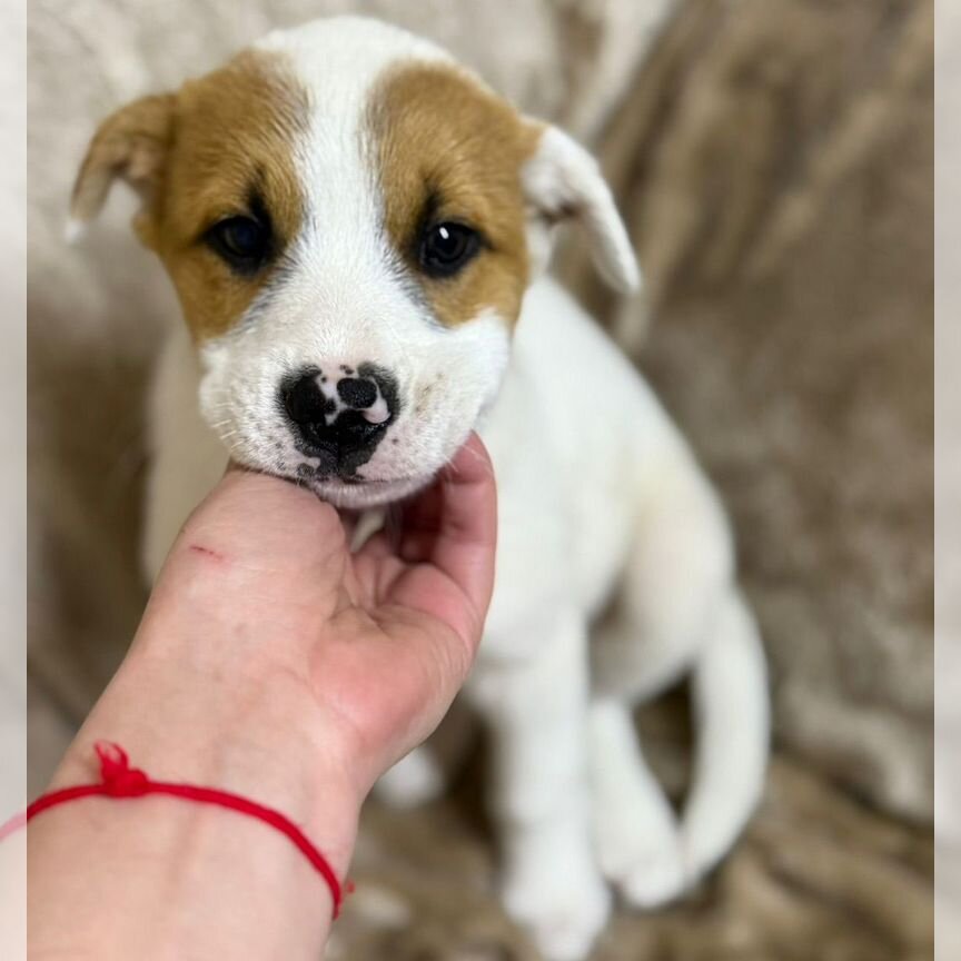 Щенок в добрые руки