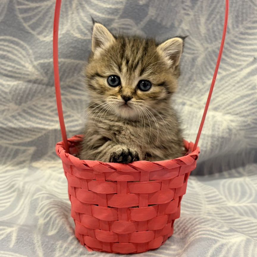 Британский короткошёрстный котёнок