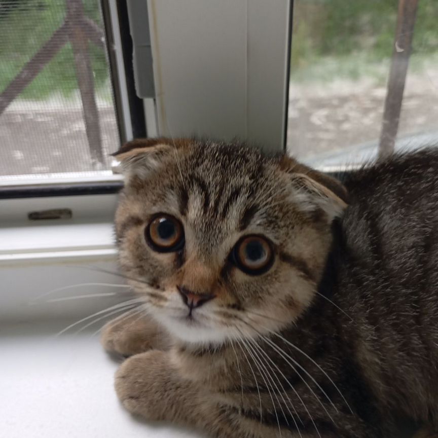 Вислоухий котенонок