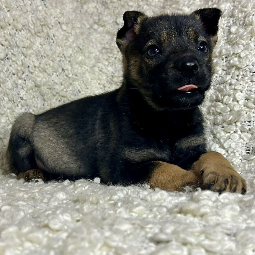 Щенок в добрые руки