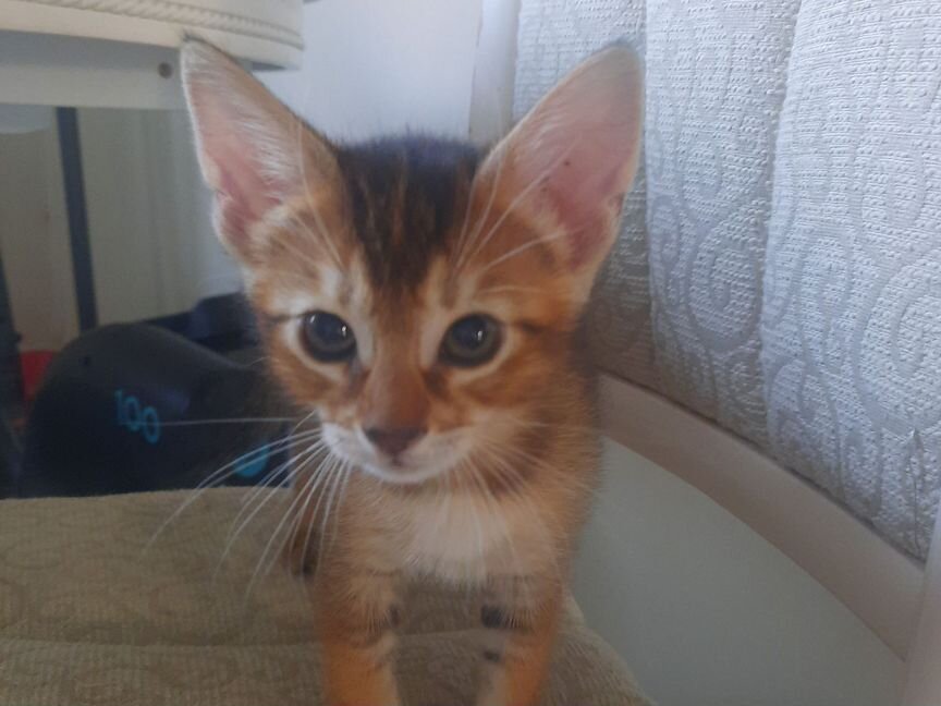 Абиссинские котята