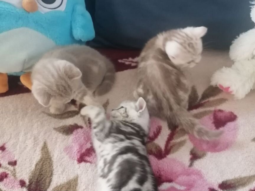 Британские котята