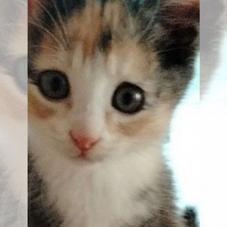 Тайский котёнок