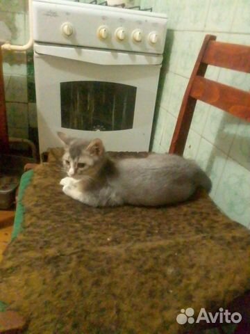 Британочка в дар