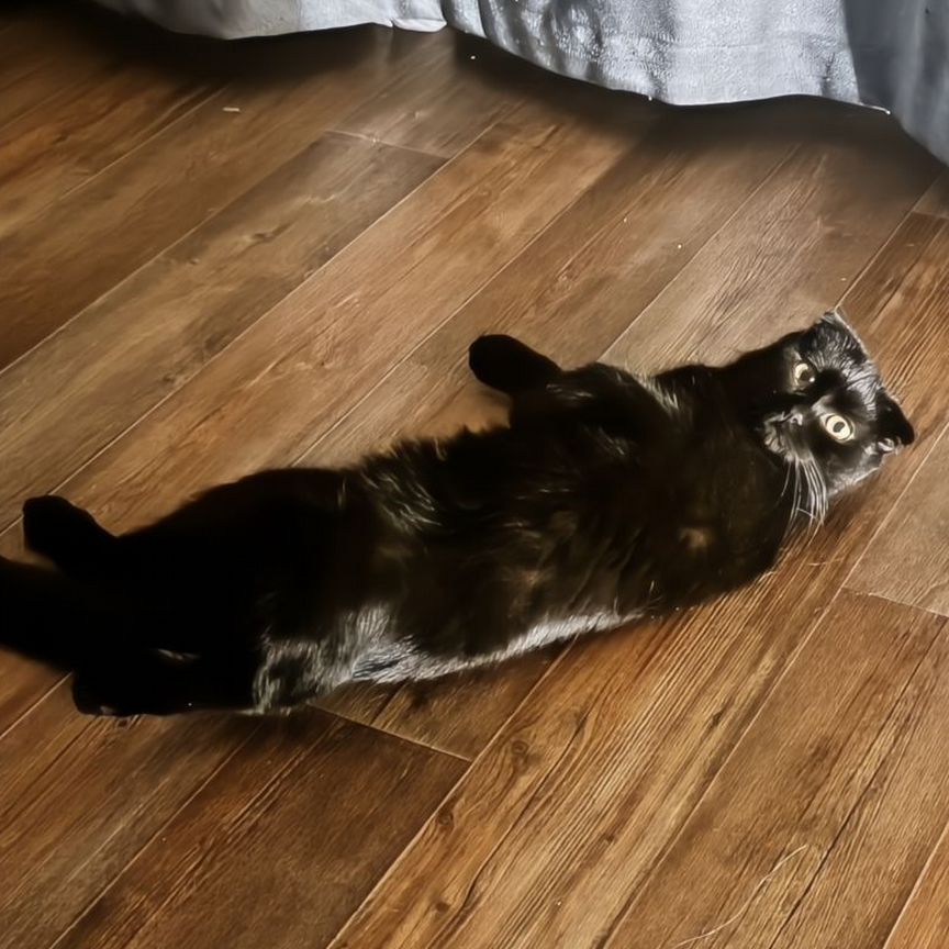 Шотландская вислоухая короткошёрстная кошка, взрослая