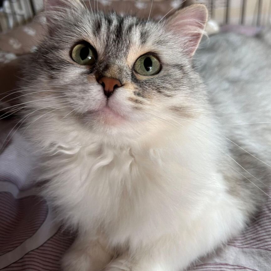 Ласковая красавица с тяжелой судьбой ищет дом