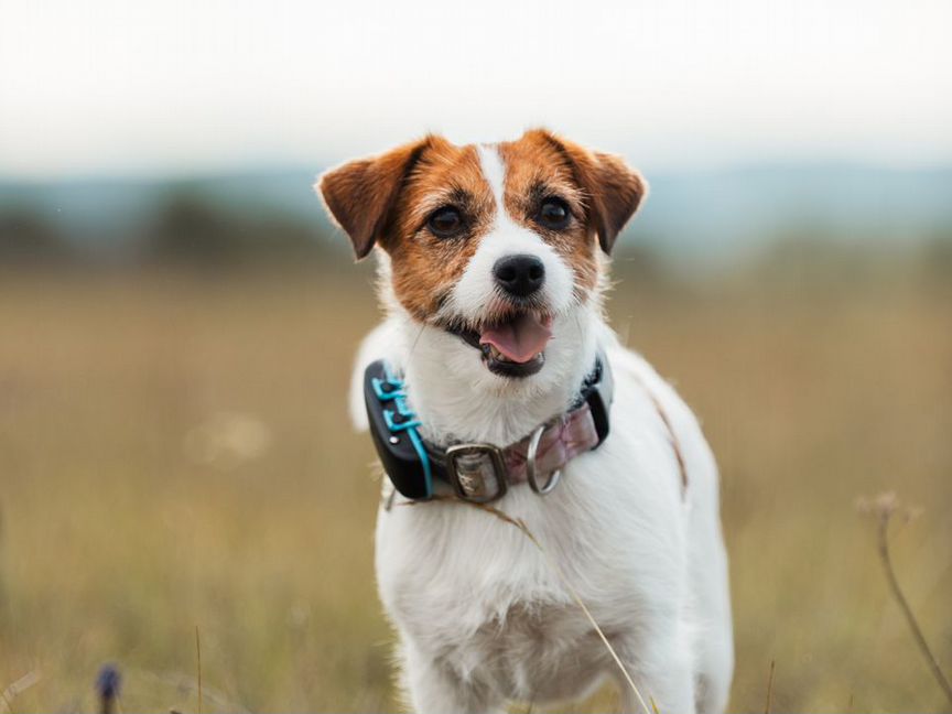 Gps ошейник для охотничьей собаки