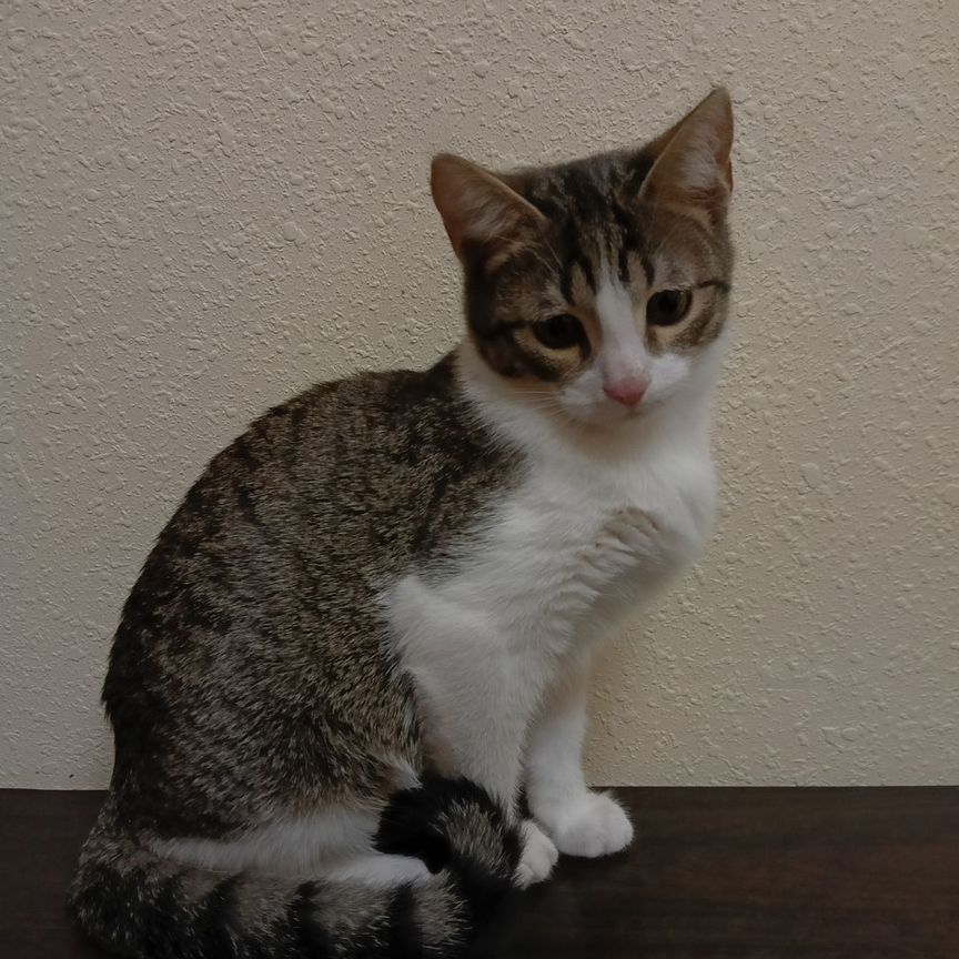 Котёнок (с переноской)