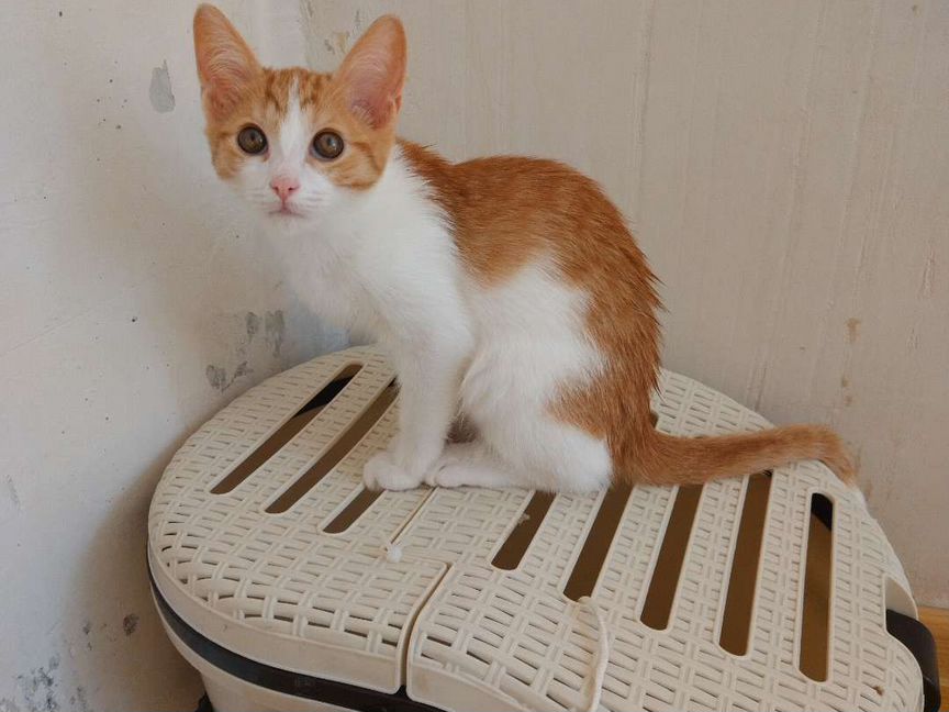 Солнечный мальчик