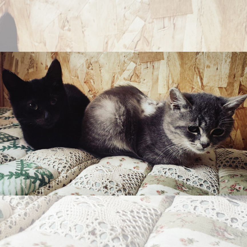 Котята