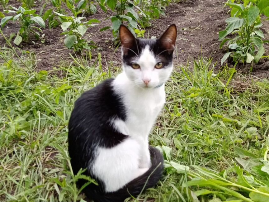 Котята в добрые руки бесплатно
