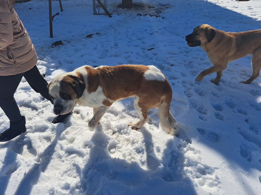 Нашлись собачки