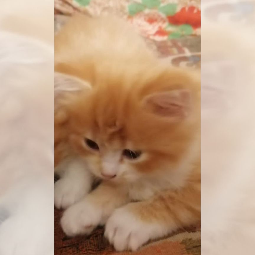 Шотландский длиношерстный котенок