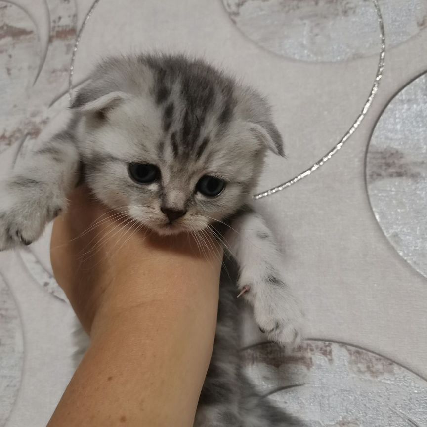 Шотландская вислоухая