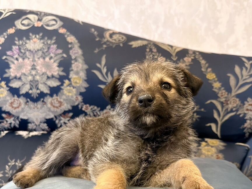 Маленький щенок ищет дом