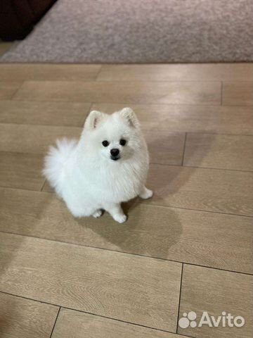 Ищем невесту