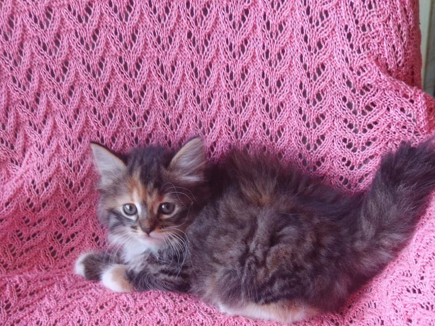 Сибирские Девочки-Красавицы