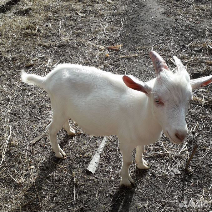 Продам козлёнка. 3,5 мес