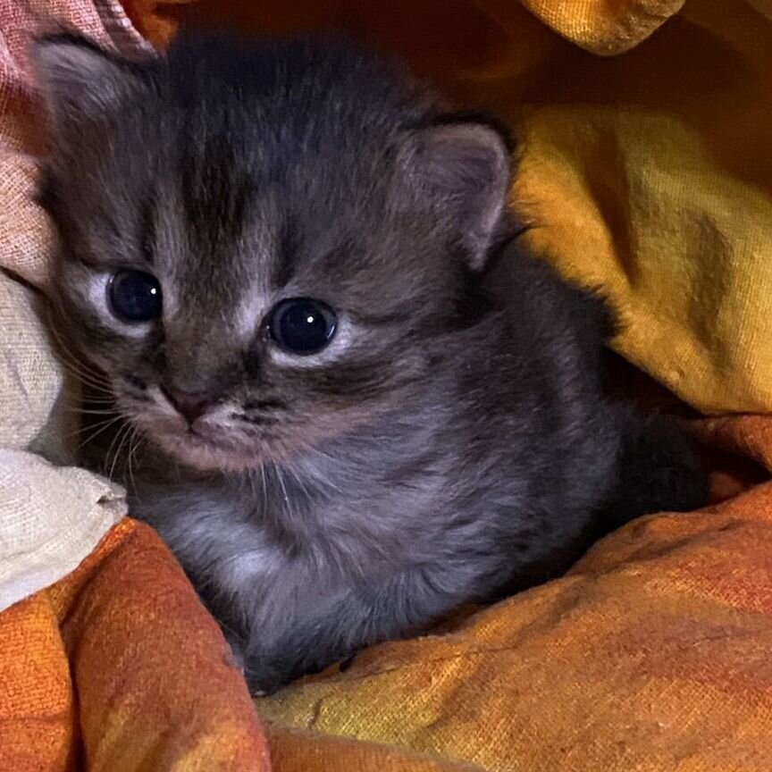 Котенок домашний в добрые руки