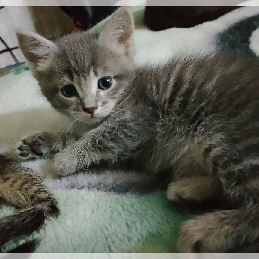 Продам Котят