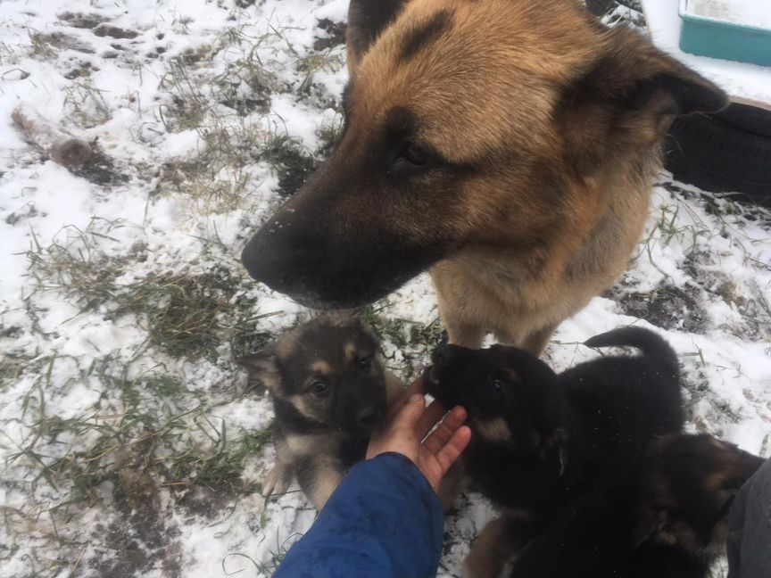 Щенок немецкой овчарки