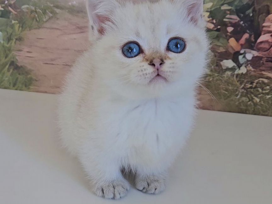 Котенок девочка на коротких лапках