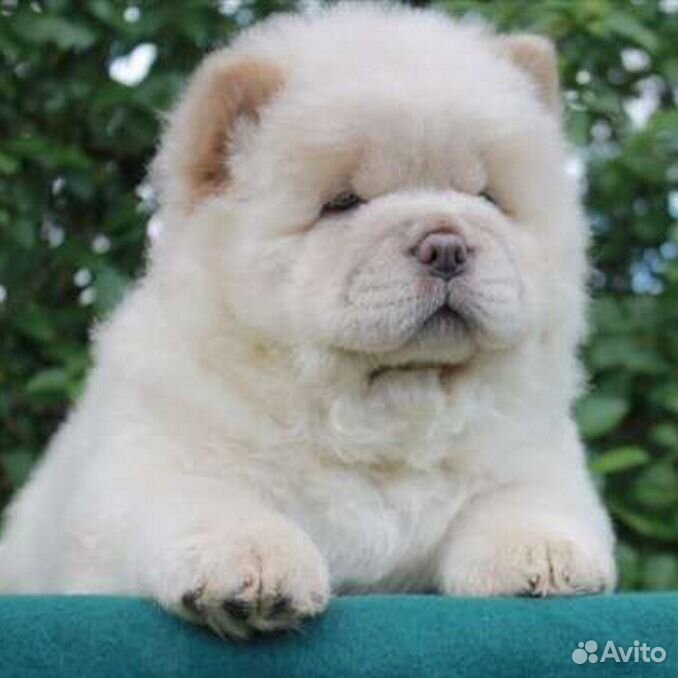 Кремовое очарование