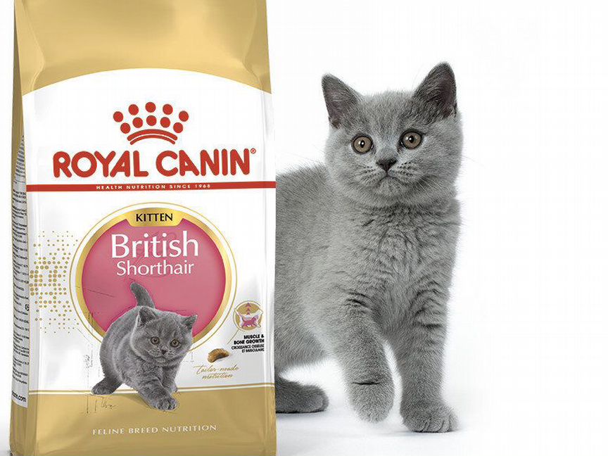 Сухой корм royal canin 10 кг для британских котят
