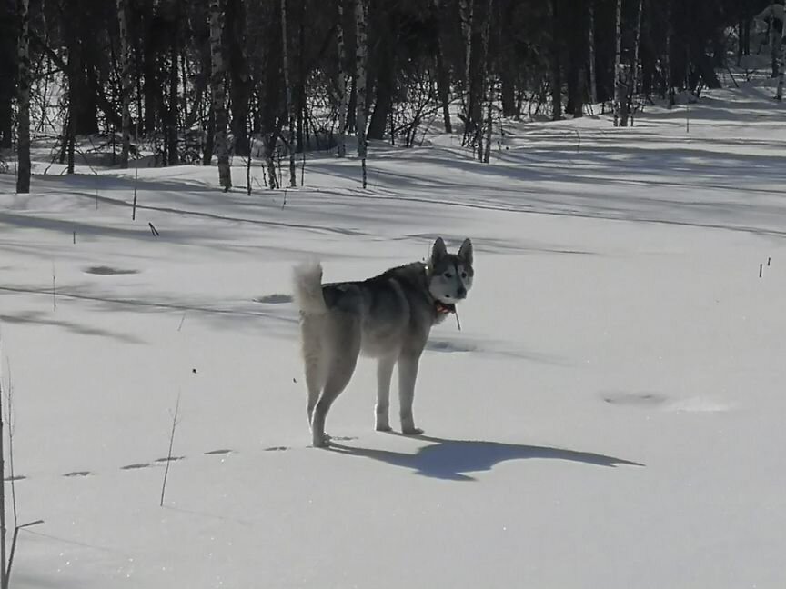 Западно сибирская лайка