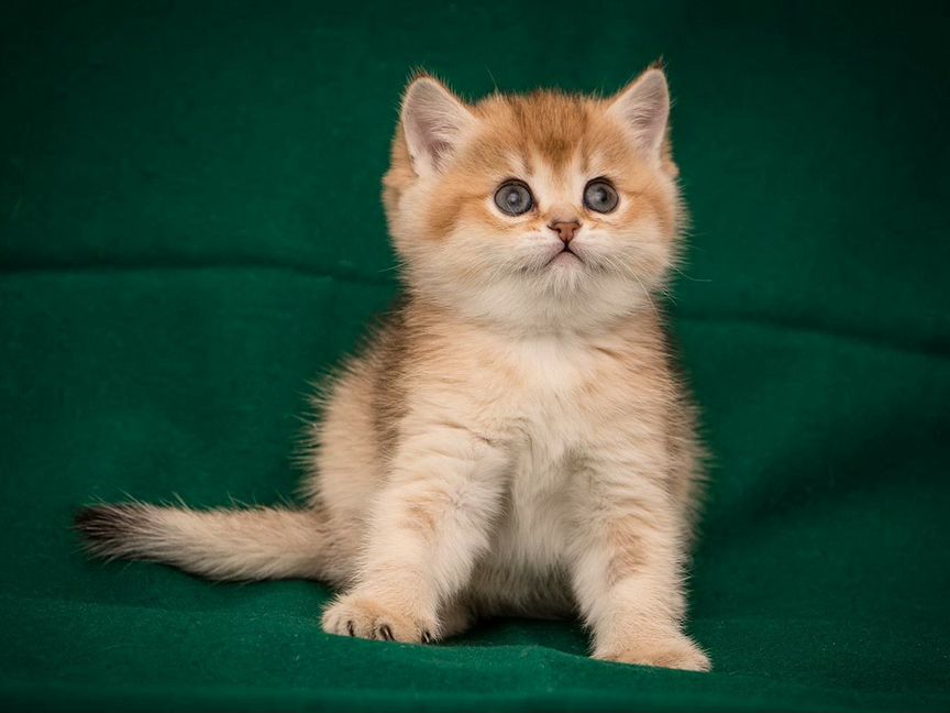 Британские золотые котята