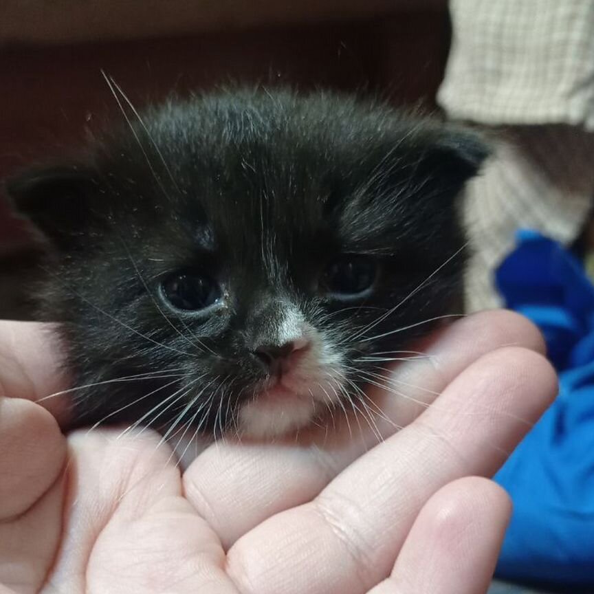 Черный котенок