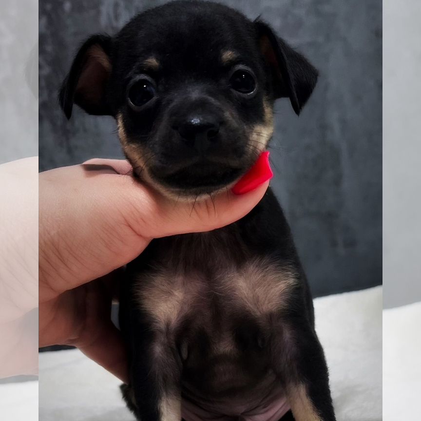 Русский той-терьер, щенок