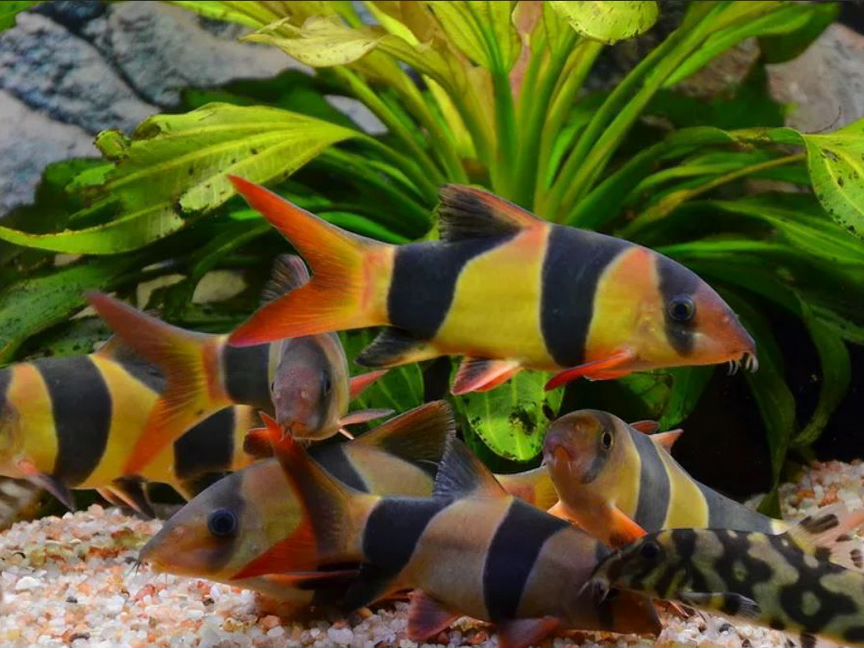 Боция клоун