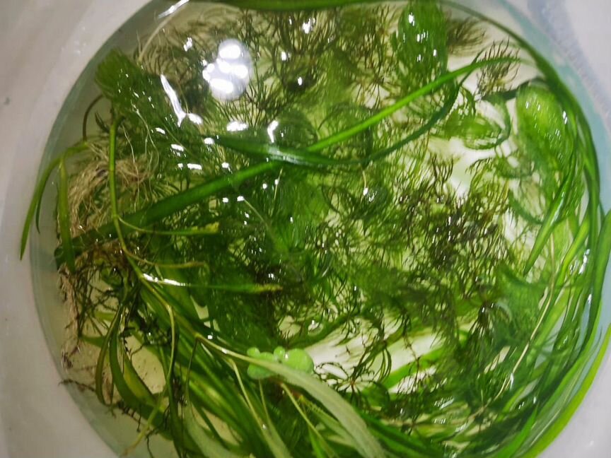 Растения для аквариума