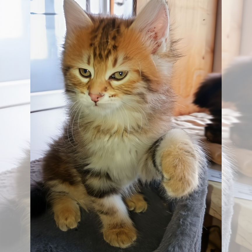 Курильский бобтейл длинношёрстный котёнок