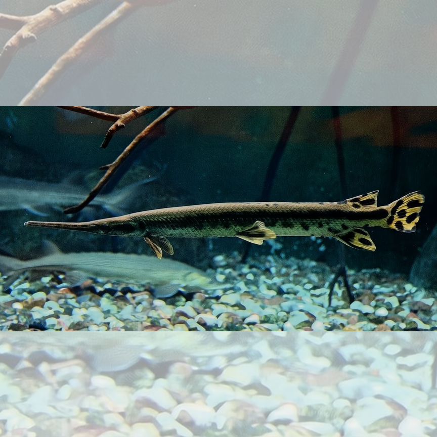 Щука панцирная